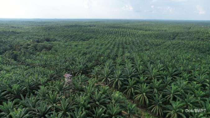 Harga CPO masih tertekan, pasar tunggu efek implementasi B50