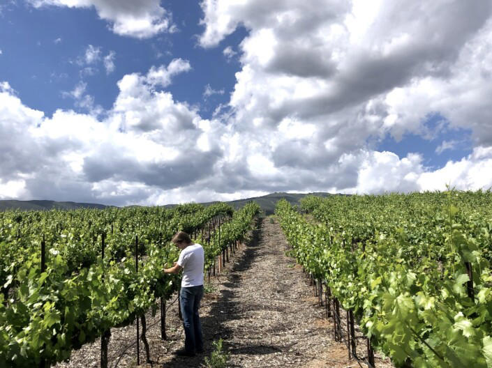 California wine industry torn on Trump tariffs