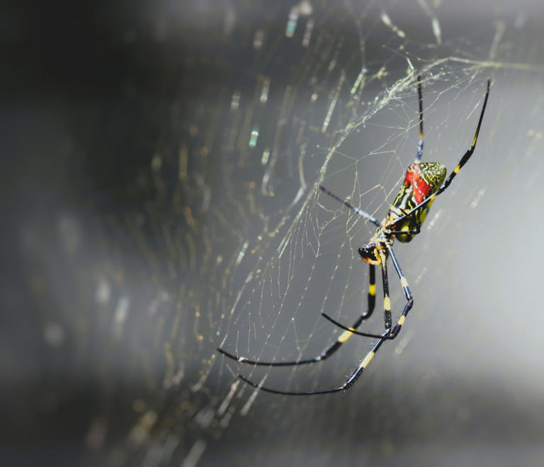 Do Joro spiders bite? What to know about the yellow spider found in ...