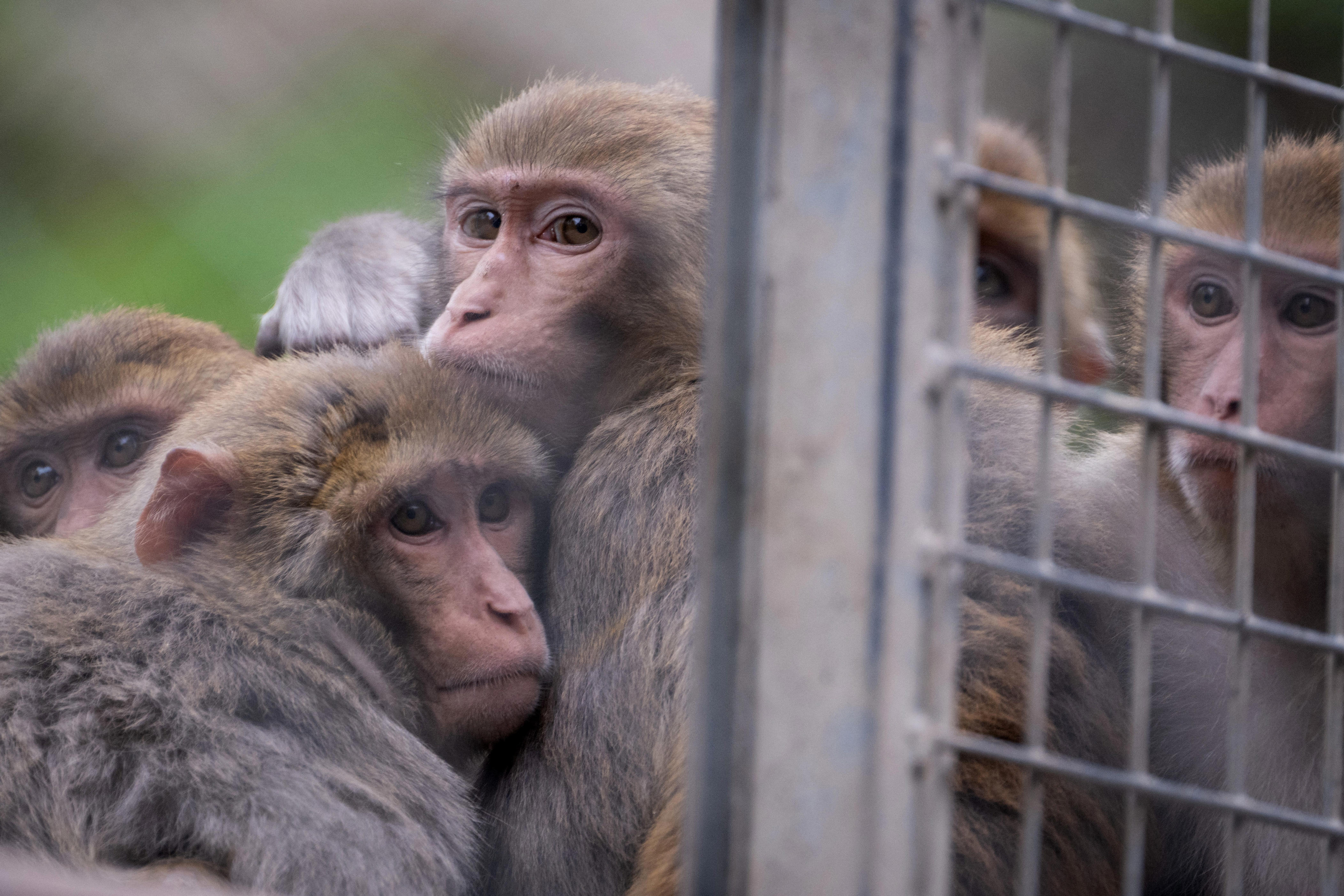 Lab monkeys on the loose in Mississippi. Can they survive in the wild here?