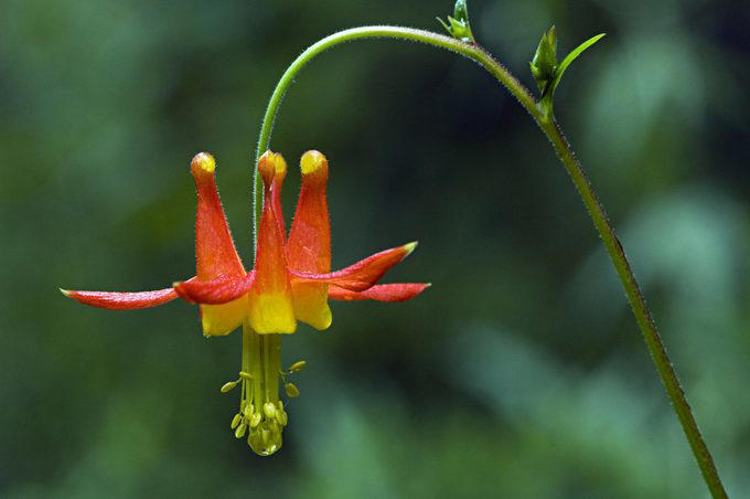 15 Native Plants To Add To Your Yard