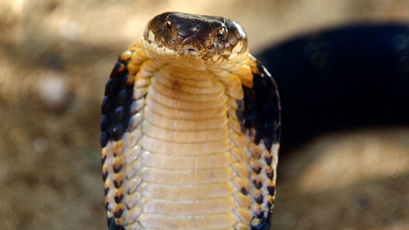 King cobra mystery that's puzzled scientists for 188 years finally solved King cobra mystery that's puzzled scientists for 188 years finally solved