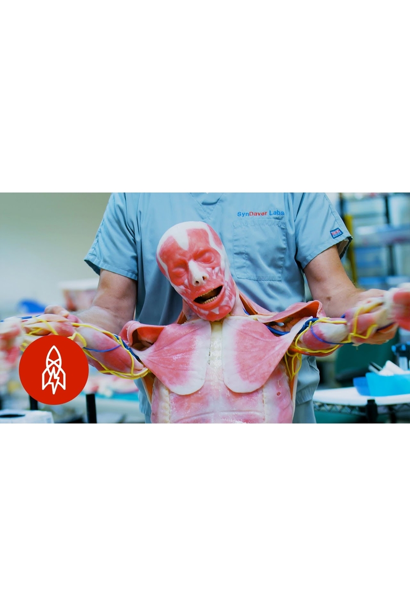 Revolutionierung der medizinischen Ausbildung mit synthetischen Leichen ...