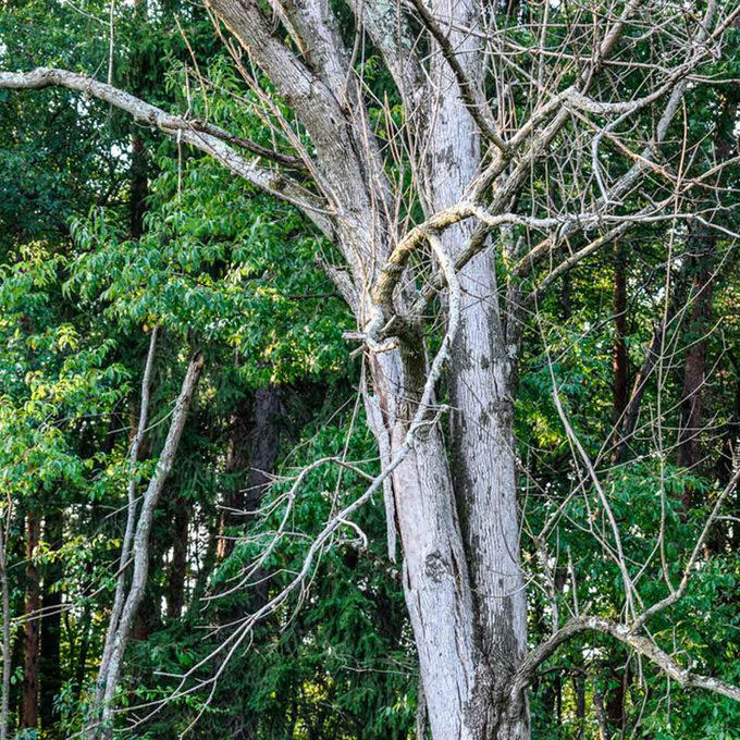 15 Trees You Should Never Grow in Your Yard