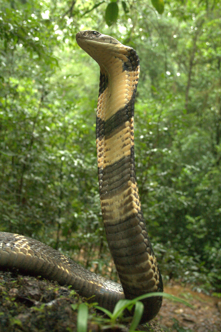 King cobra mystery that's puzzled scientists for 188 years finally solved King cobra mystery that's puzzled scientists for 188 years finally solved