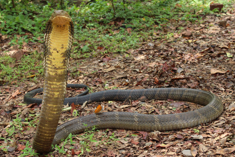 King cobra mystery that's puzzled scientists for 188 years finally solved King cobra mystery that's puzzled scientists for 188 years finally solved