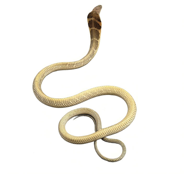 King cobra mystery that's puzzled scientists for 188 years finally solved King cobra mystery that's puzzled scientists for 188 years finally solved