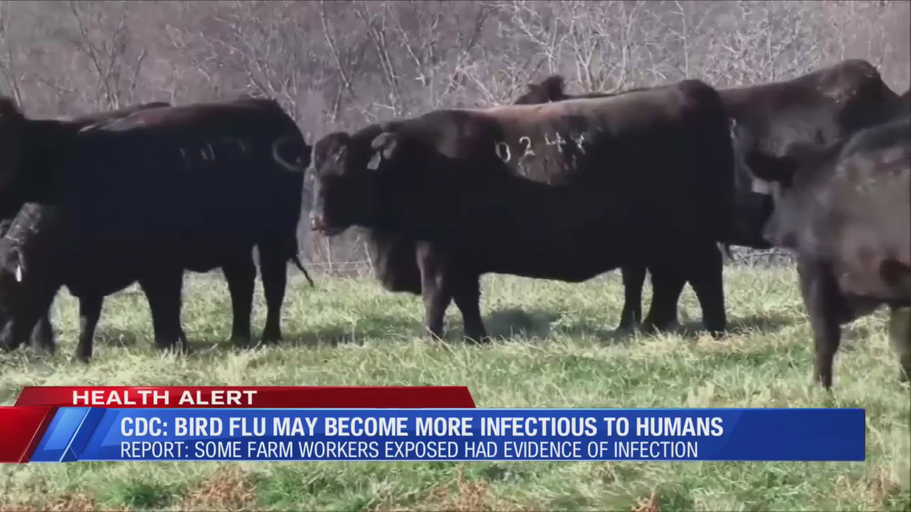 CDC: Bird Flu may become more infectious to humans CDC: Bird Flu may become more infectious to humans