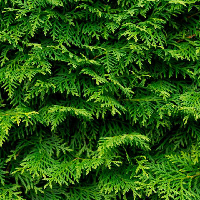 15 Trees You Should Never Grow in Your Yard