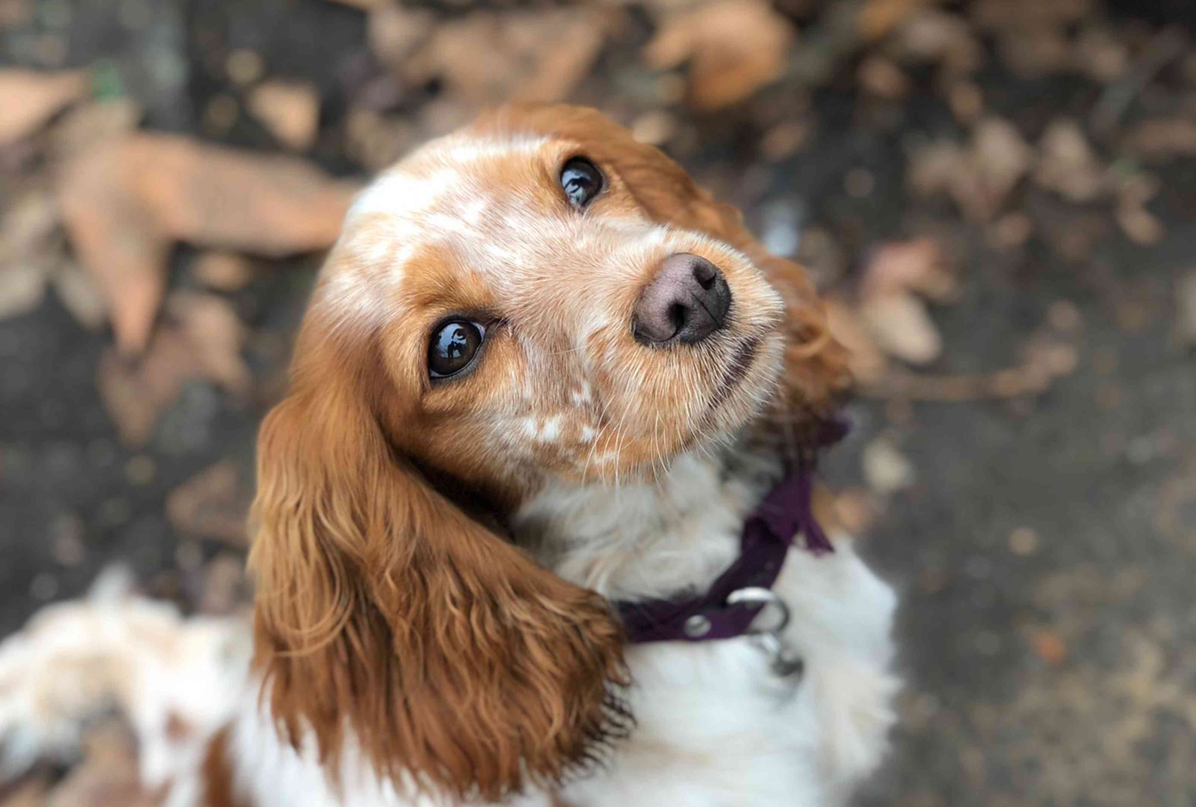 Cockalier: Dog Breed Characteristics & Care