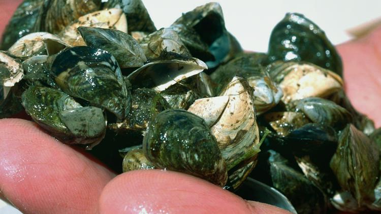 Texas lake 'infested' with invasive zebra mussels, says TPWD