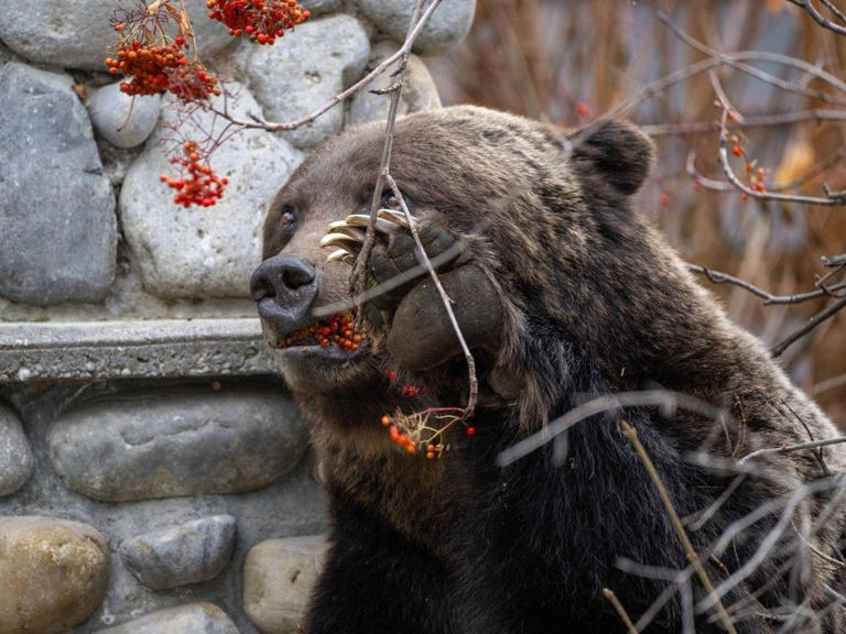 Iconic grizzly 'The Boss' emerges from hibernation in Bow Valley spring ...