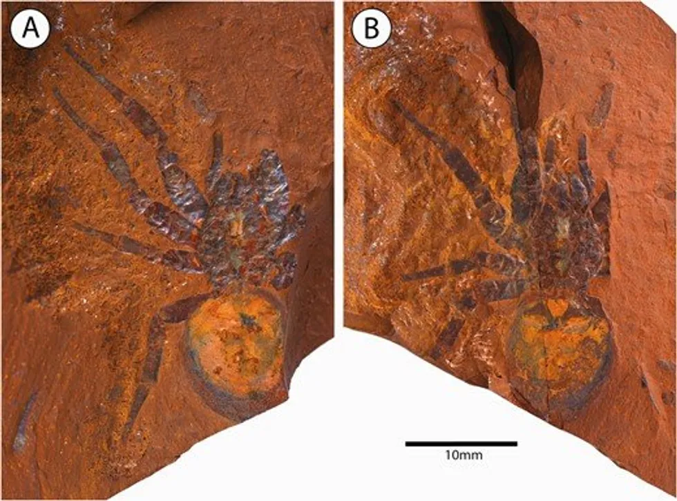 Scientists find 'giant' dinosaur spider fossil in Australia
