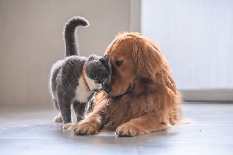Is Your Cat Trying to Tell You Something? 15 Clues You’re Missing