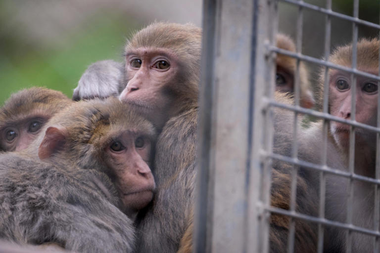 43 monkeys escape from Alpha Genesis research facility in South Carolina