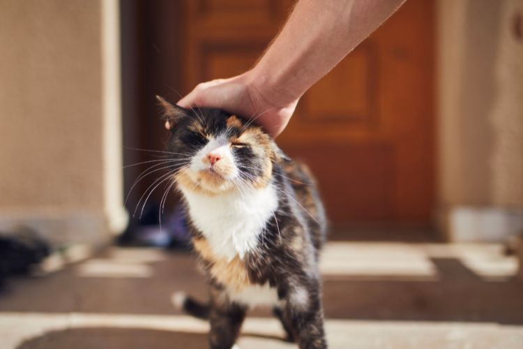When your cat does these 15 things, they’re telling you something ...