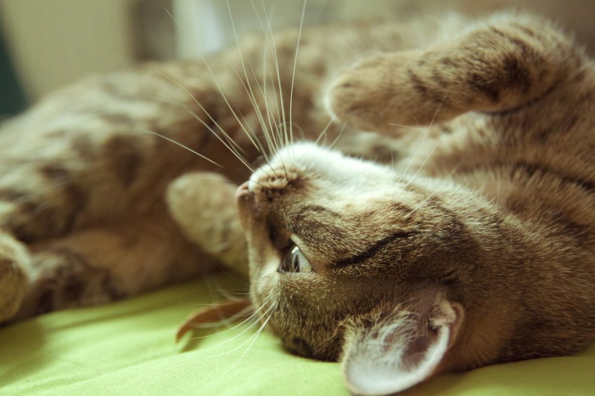 What it really means when your cat lies on their back — and why it matters