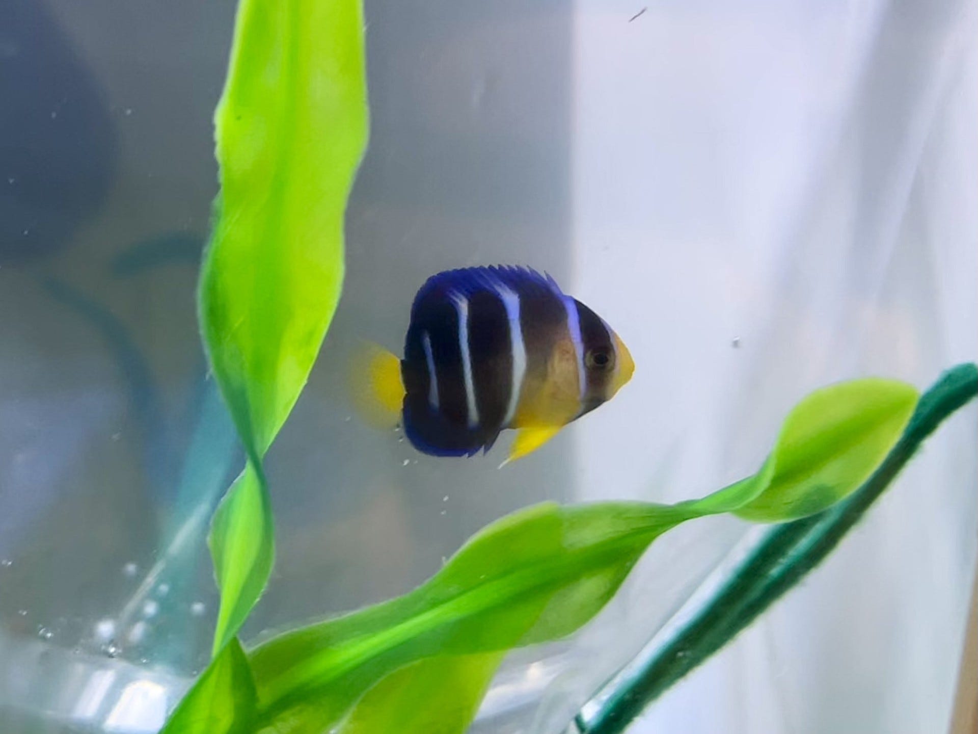 Bid on colorful fish to brighten your aquarium Saturday in Allen Park ...