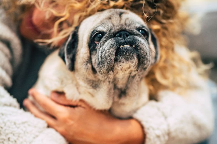 10 signs your dog isn’t bonded to you (and how to change that)