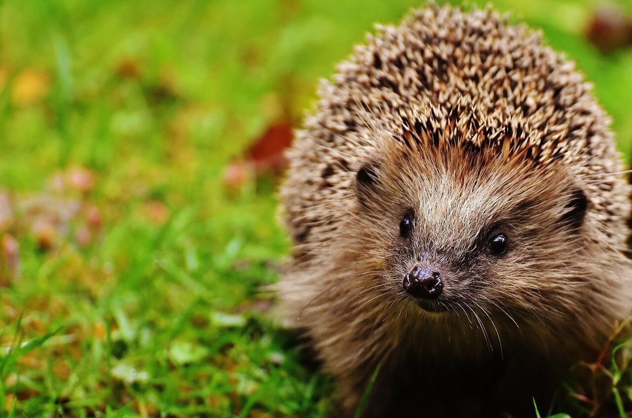 Why hedgehogs used to be hated
