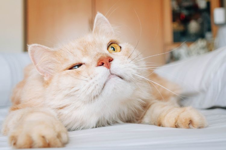 10 Weird Things Cats Do That Actually Mean They Love You