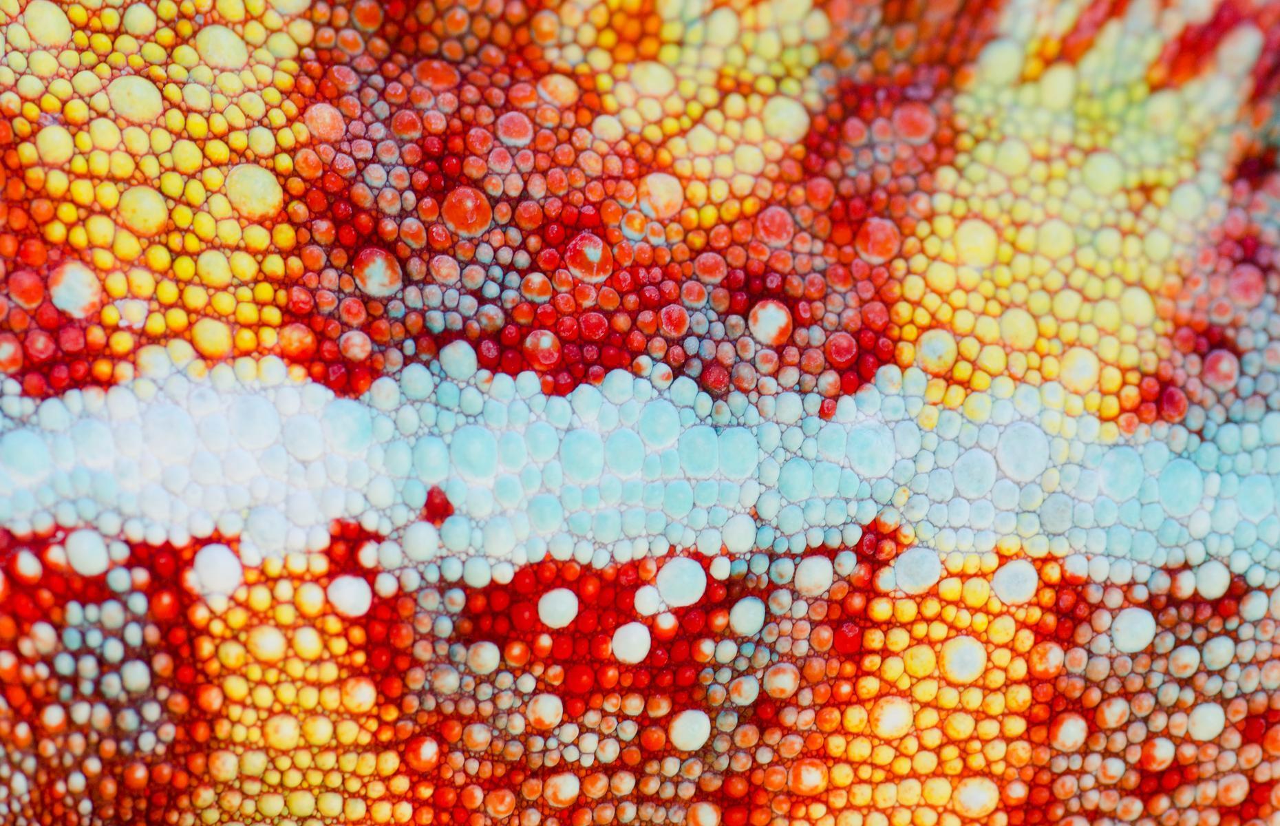 Animal closeup: What animal is this?