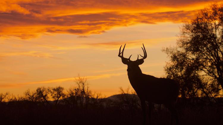 What to know for deer hunting season