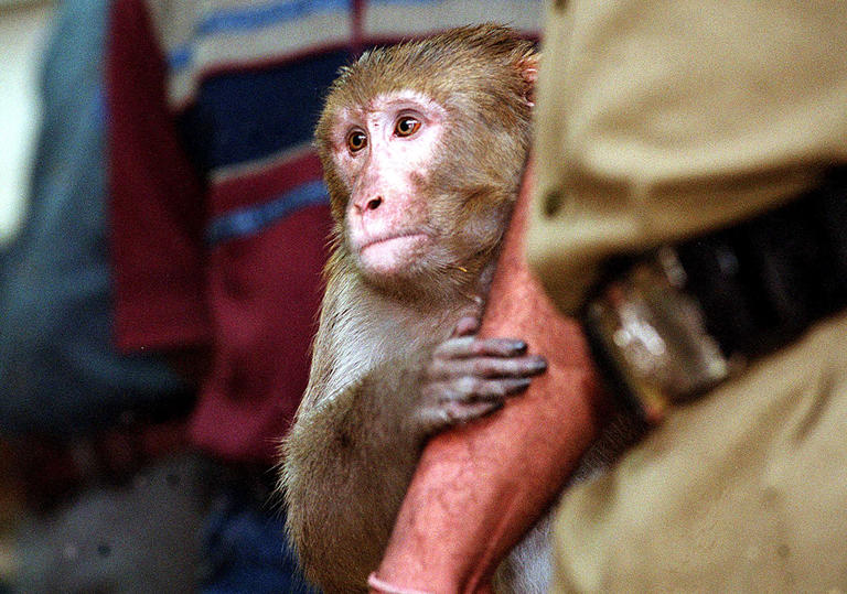 18 monkeys remain missing after dozens escaped from South Carolina lab