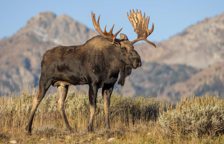 Can you name the 30 deadliest animals in the world?