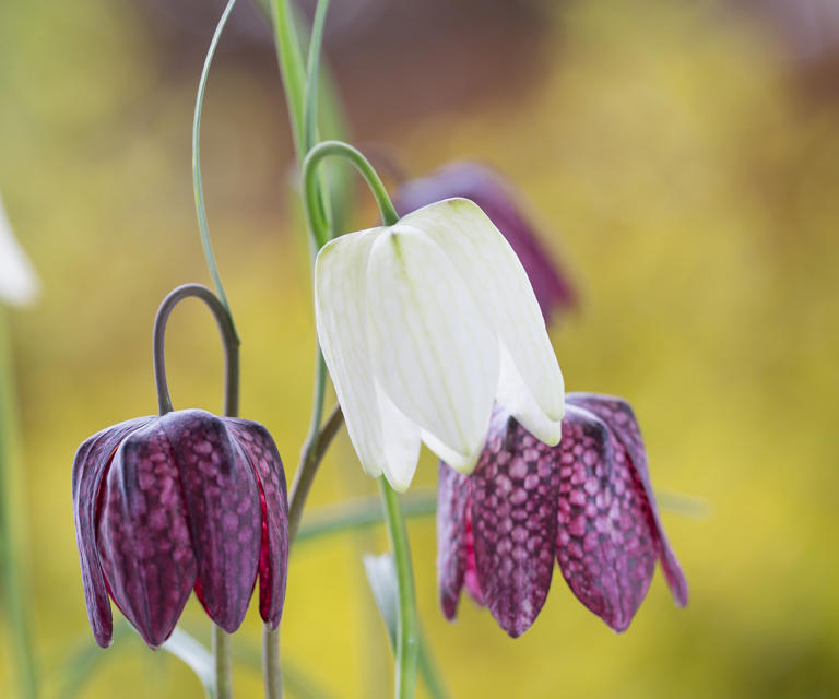 Plant snake's head fritillaries now to transform your spring garden ...