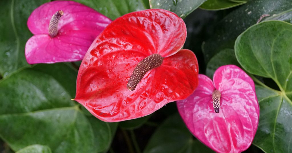 10 Gardening Tips For Growing Beautiful Blooming Anthurium