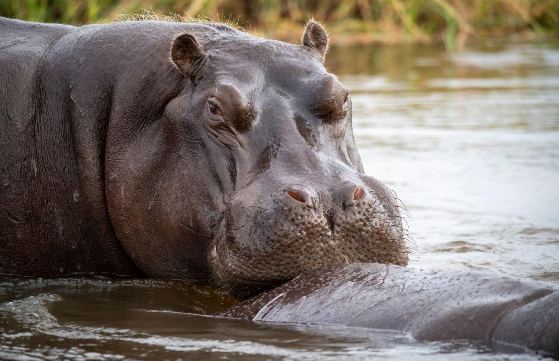 The world's deadliest animals, ranked