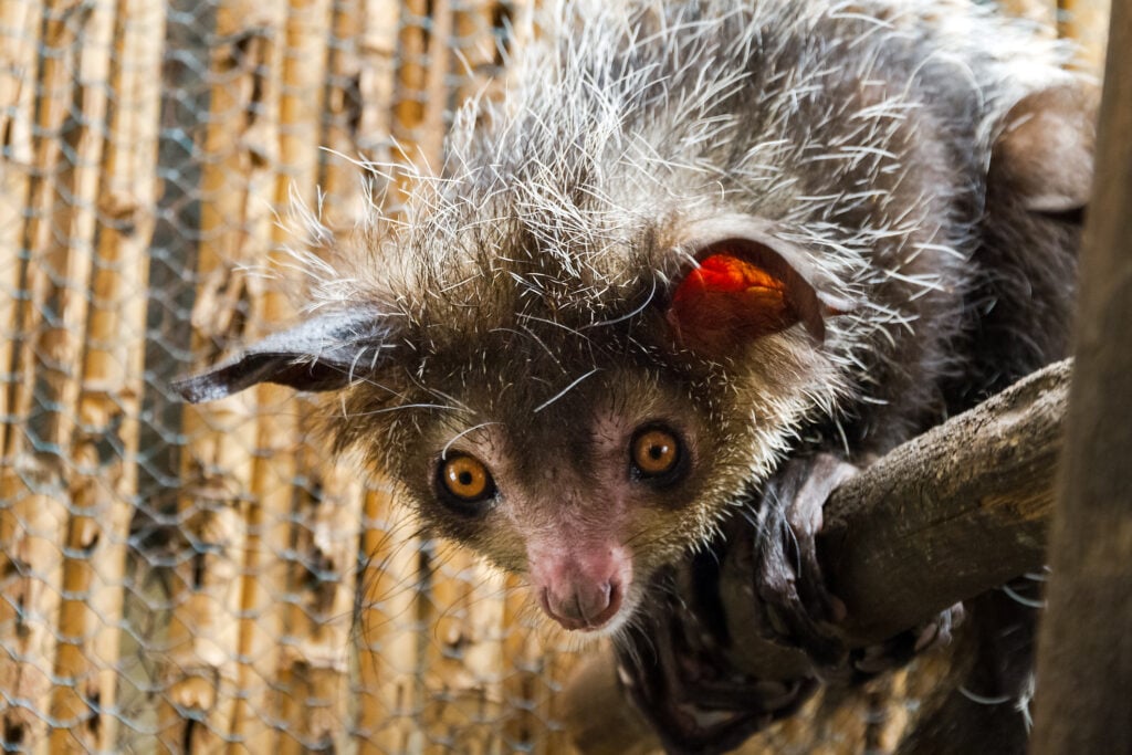 12 Terrifying Wild Animals That Are Actually Harmless