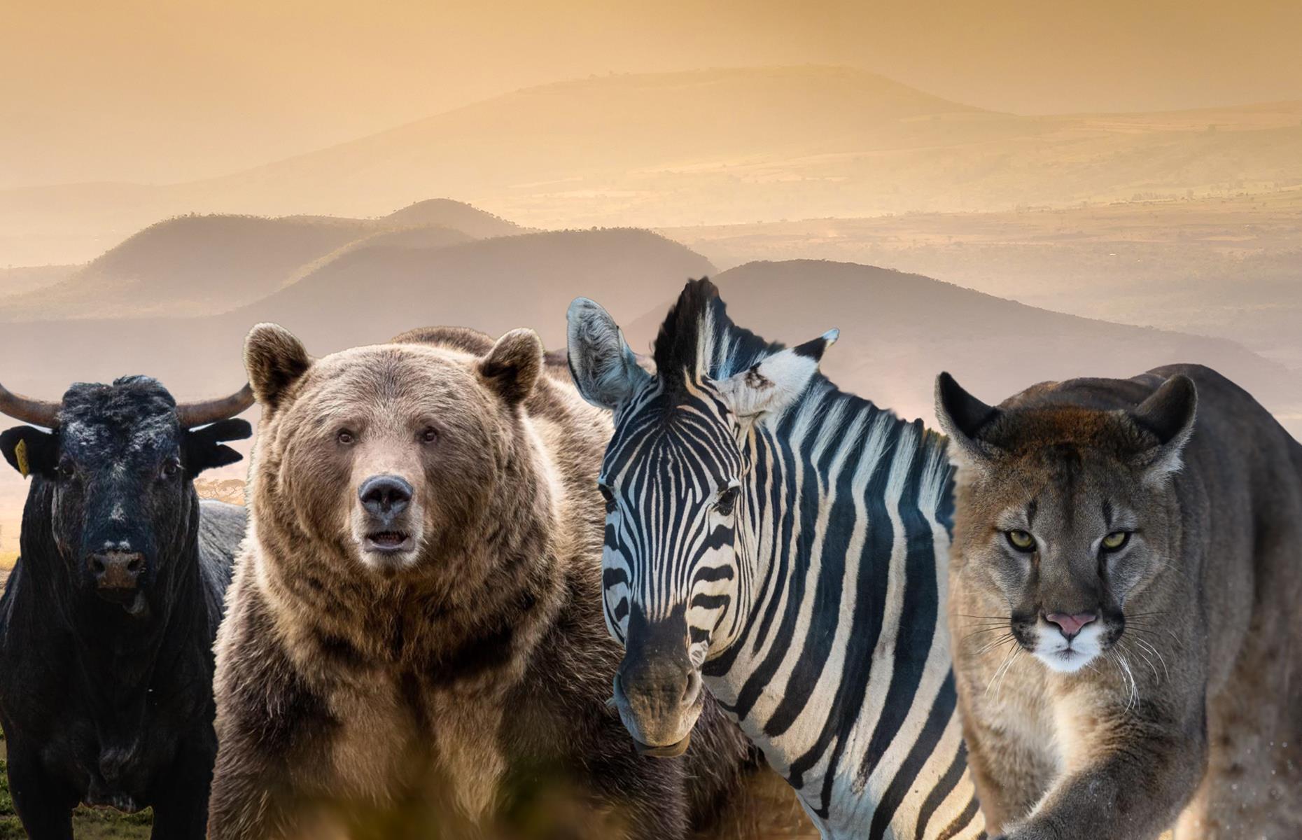 Ranked: The 30 DEADLIEST animals around the world