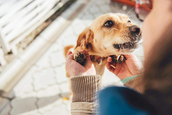 What Do Dogs Like? 15 Things Your Pup Really Wants from You