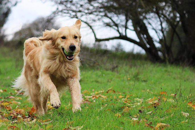 What Do Dogs Like? 15 Things Your Pup Really Wants from You