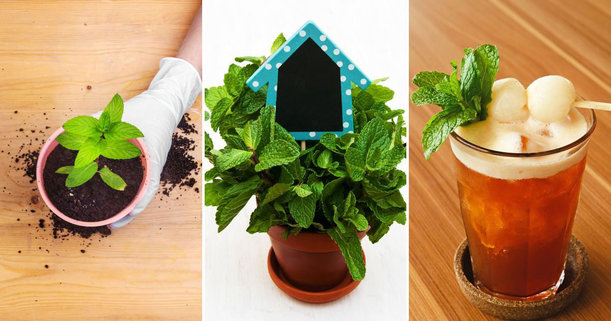 10 Simple Reasons You’ll Love Growing Mint at Home 10 Simple Reasons You’ll Love Growing Mint at Home