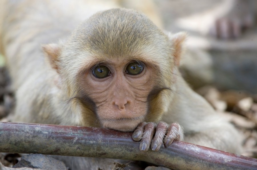 5 more monkeys recovered after escape from South Carolina research facility