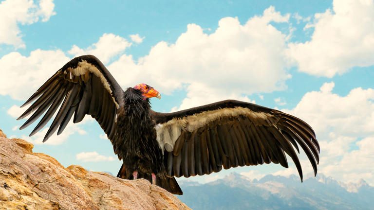 North America's Largest Bird Almost Disappeared Forever