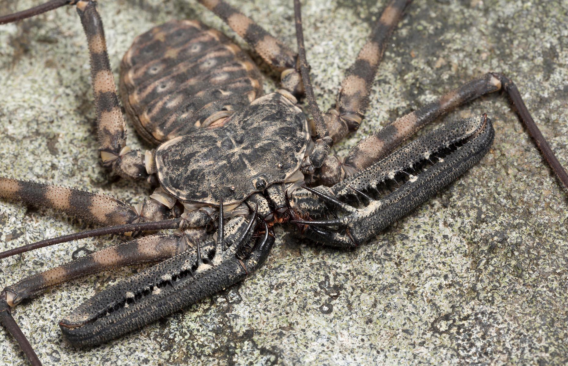 30 freaky animals that look scary (but are totally safe)