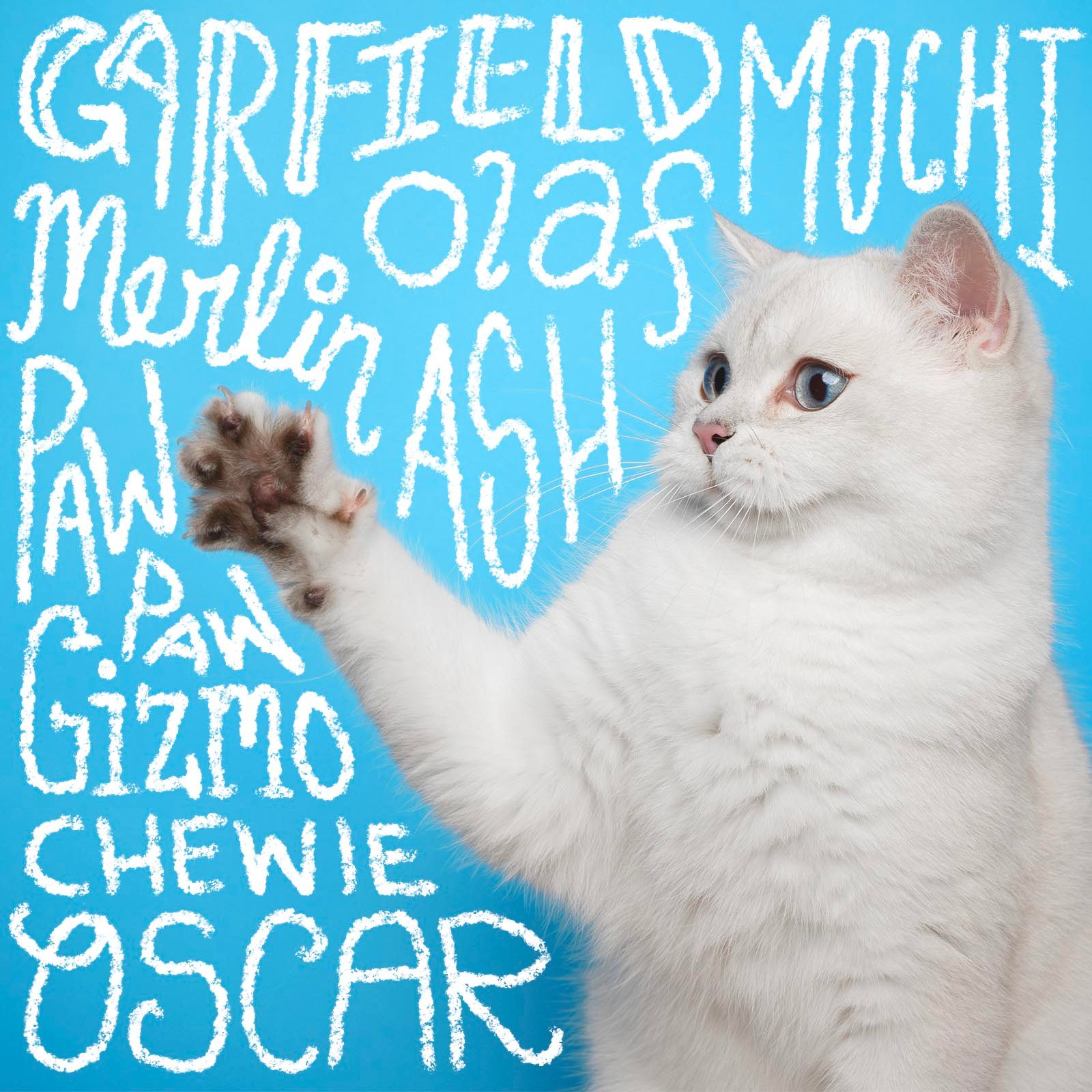 200+ Boy Cat Names for Your New Feline Friend