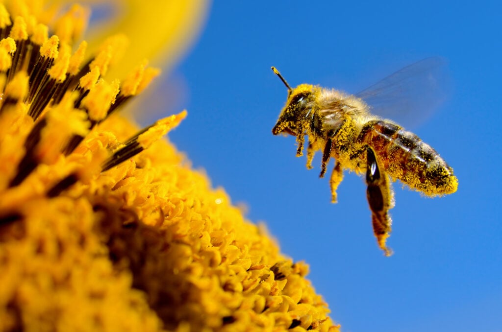 Bees Are Vanishing in 2025: 15 Dire Consequences We Will Experience In ...
