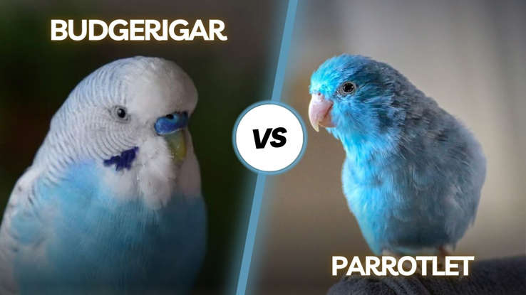 Budgie vs. Parrotlet: Comparing Small Birds with Big Personalities Budgie vs. Parrotlet: Comparing Small Birds with Big Personalities