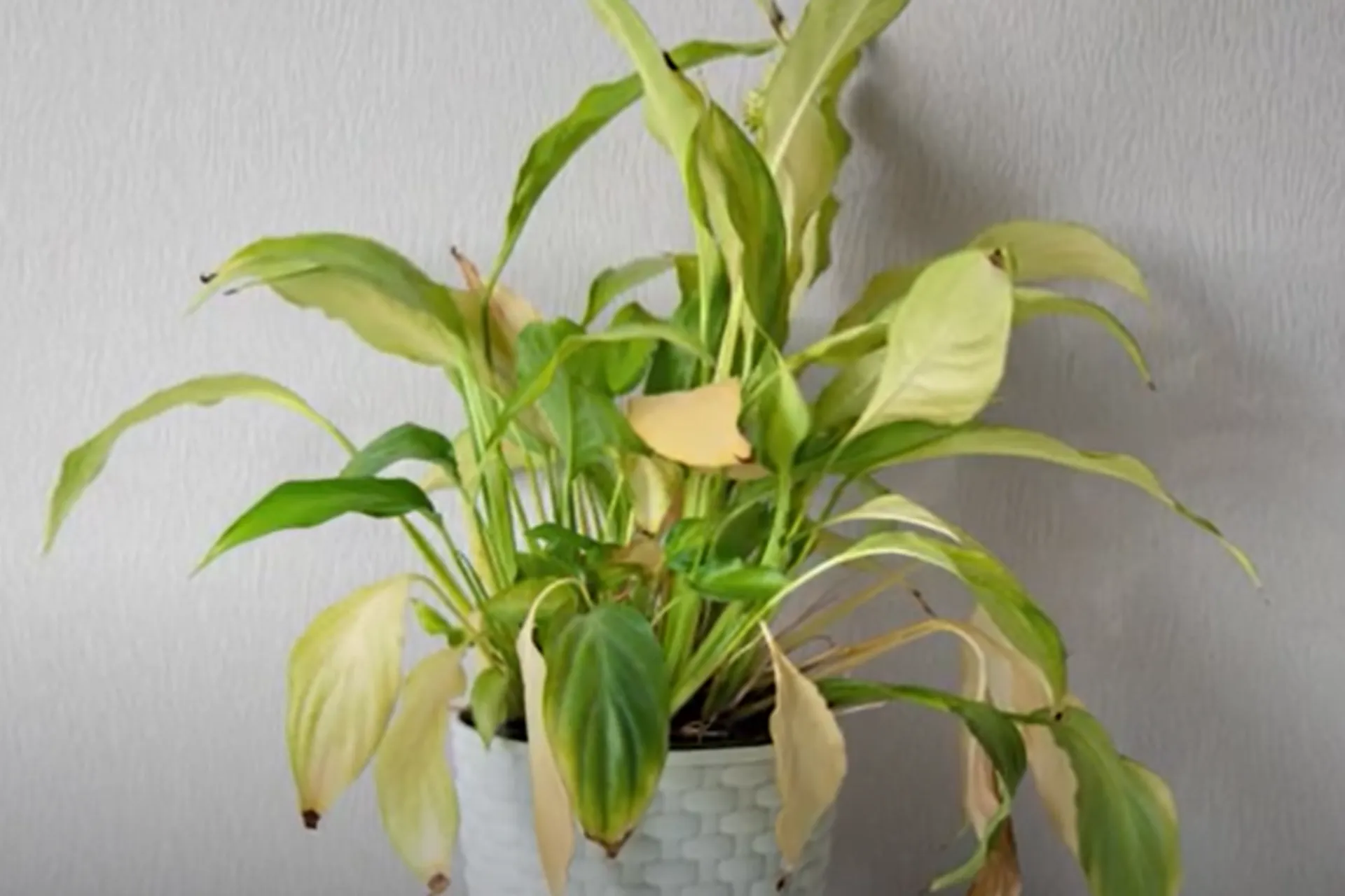 Perché le foglie delle piante hanno le punte secche?