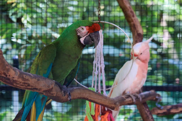 10 Key Differences Between Macaw and Cockatoo 10 Key Differences Between Macaw and Cockatoo