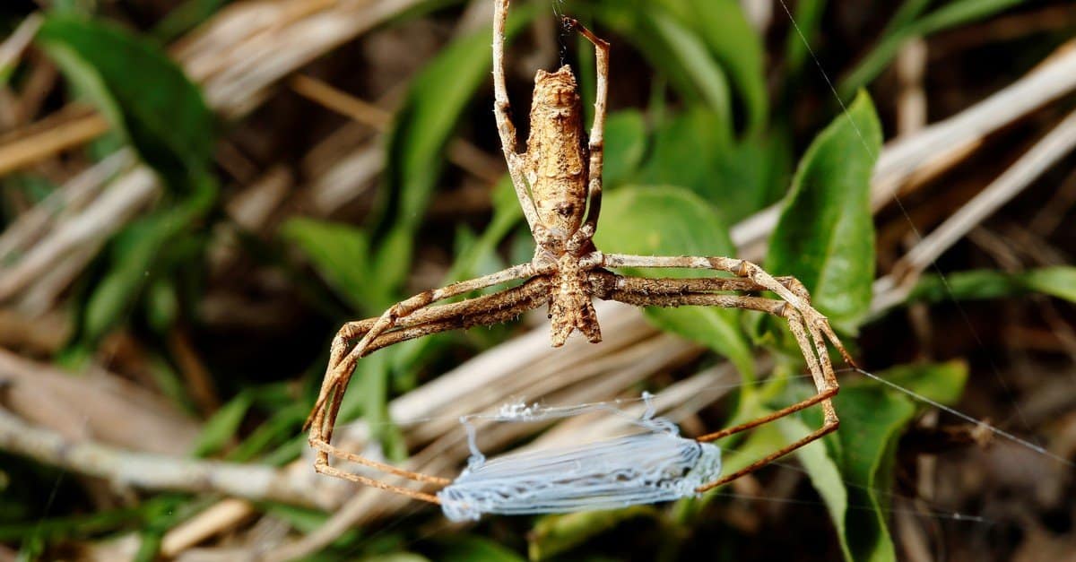 The largest spiders in the world (and just how big they get)