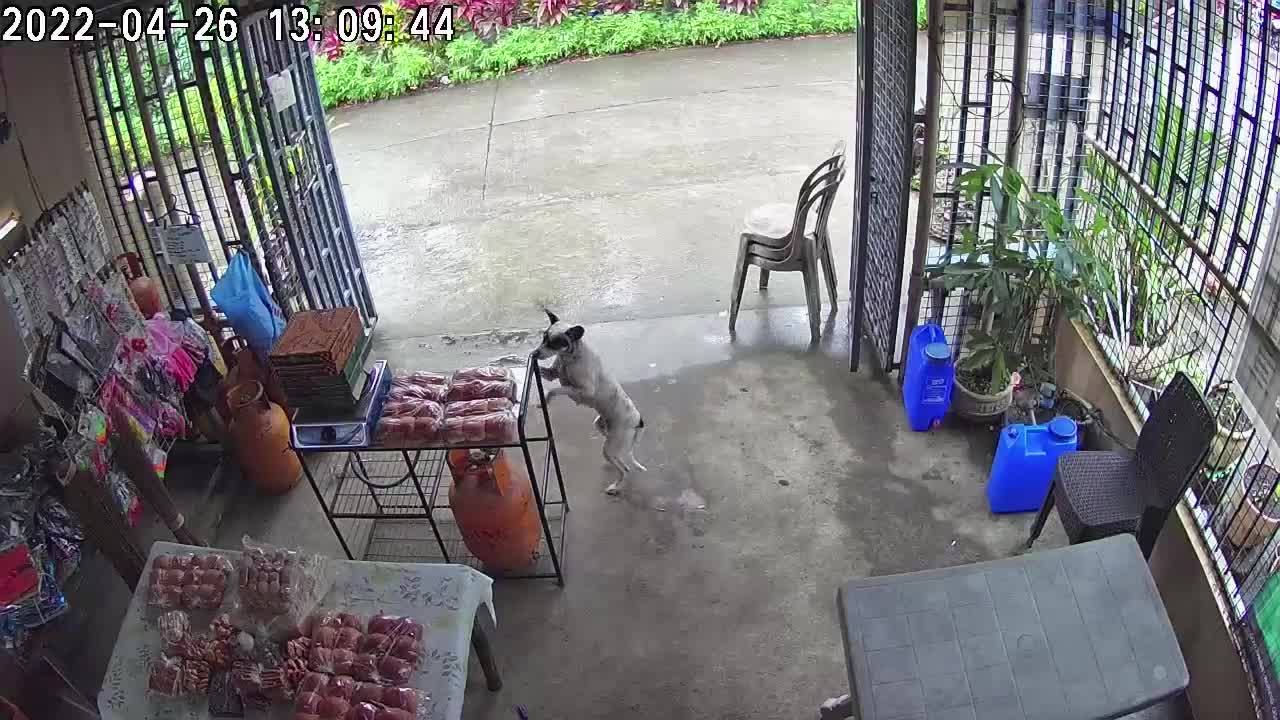 Sneaky Dog Steals Food