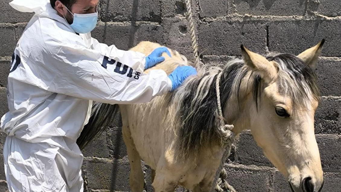 PDI detuvo en Arica a dos mujeres por sendos casos de maltrato animal PDI detuvo en Arica a dos mujeres por sendos casos de maltrato animal