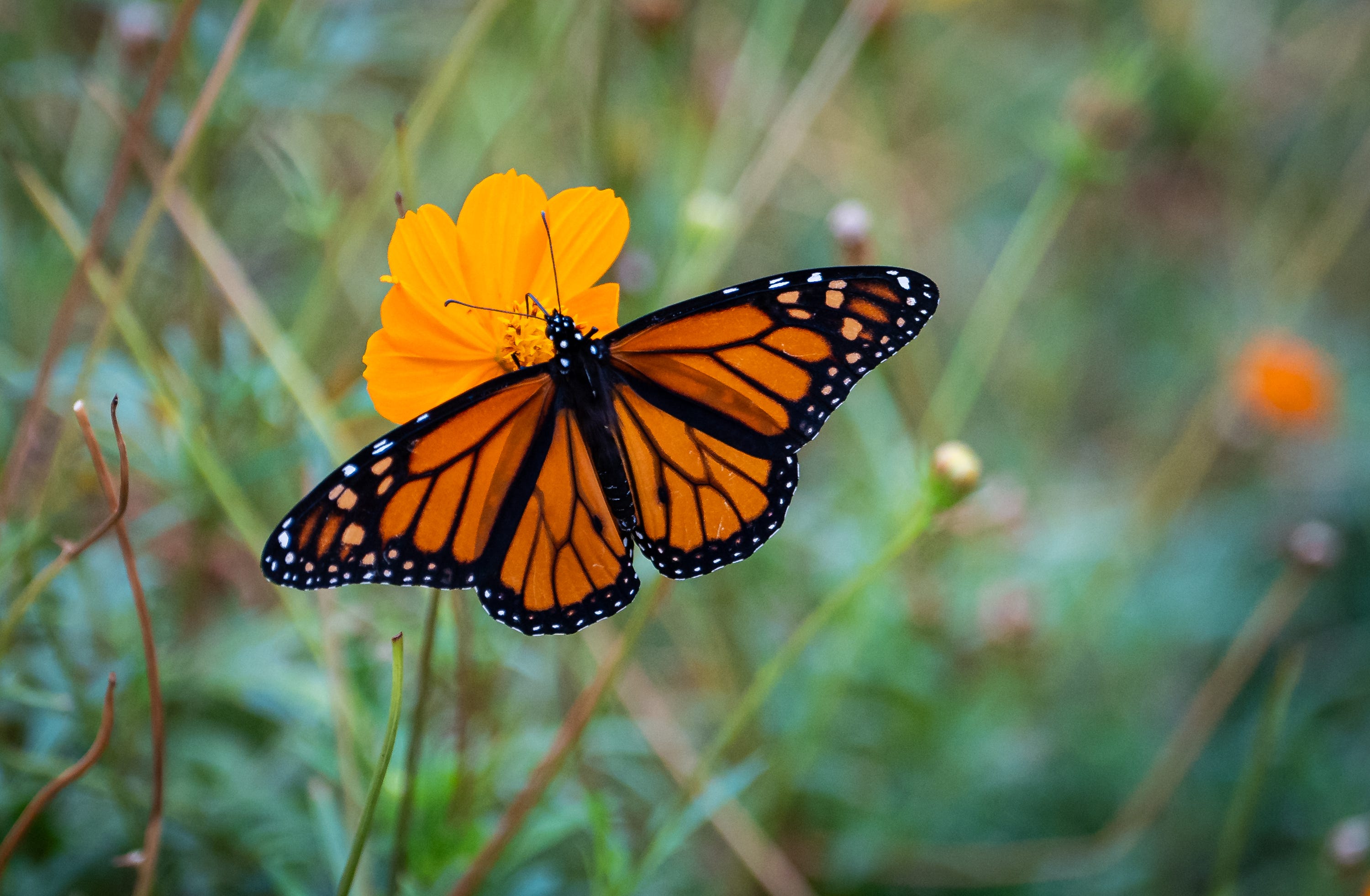 When is peak monarch migration in Texas? Track butterfly sightings on ...