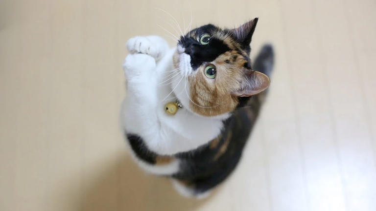 Beyond “Sit”: Fun and Useful Words You Can Teach Your Cat